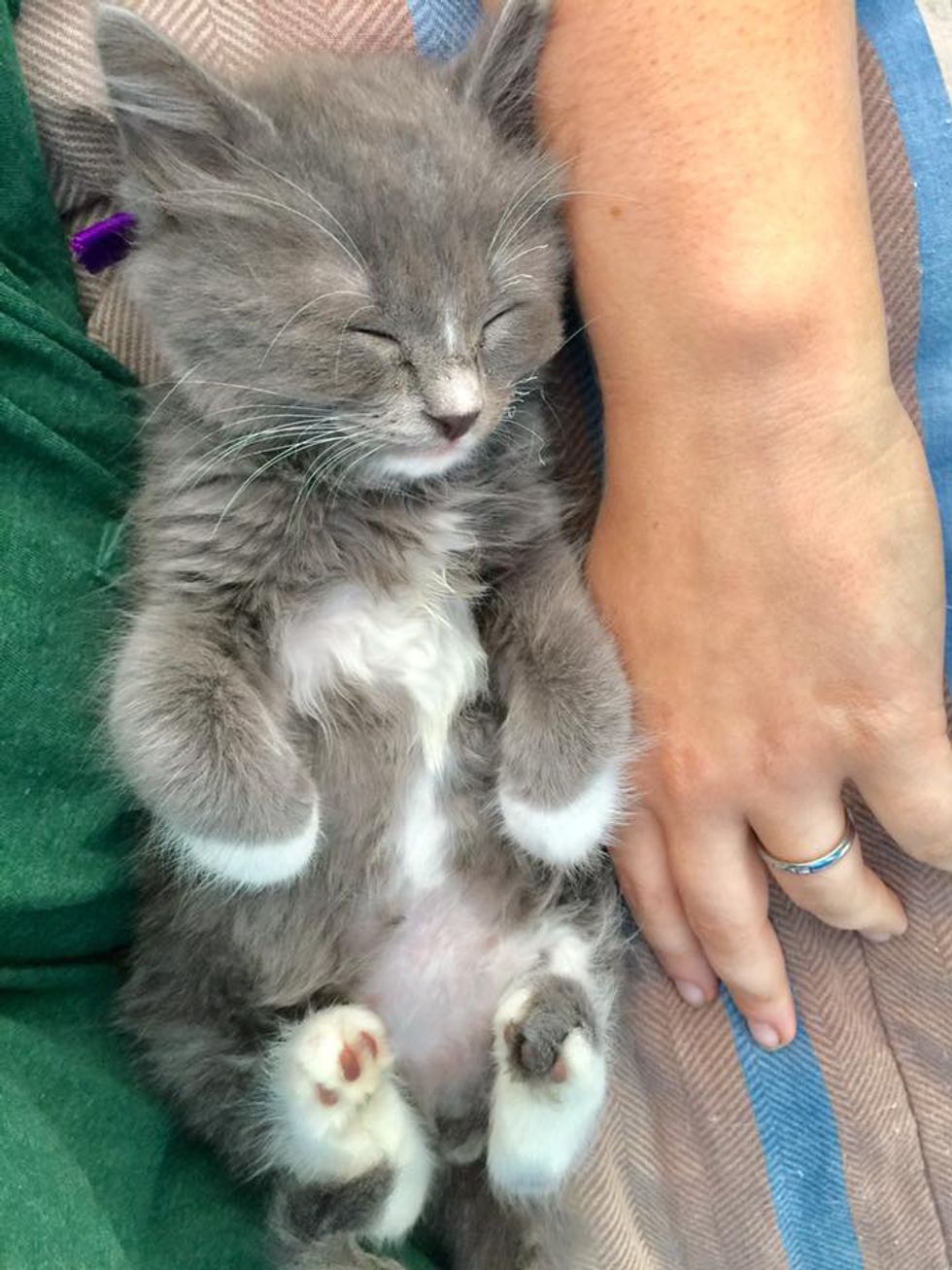Cat Comforts Orphaned Kitten and Teaches Him How to Cuddle Every Day ...