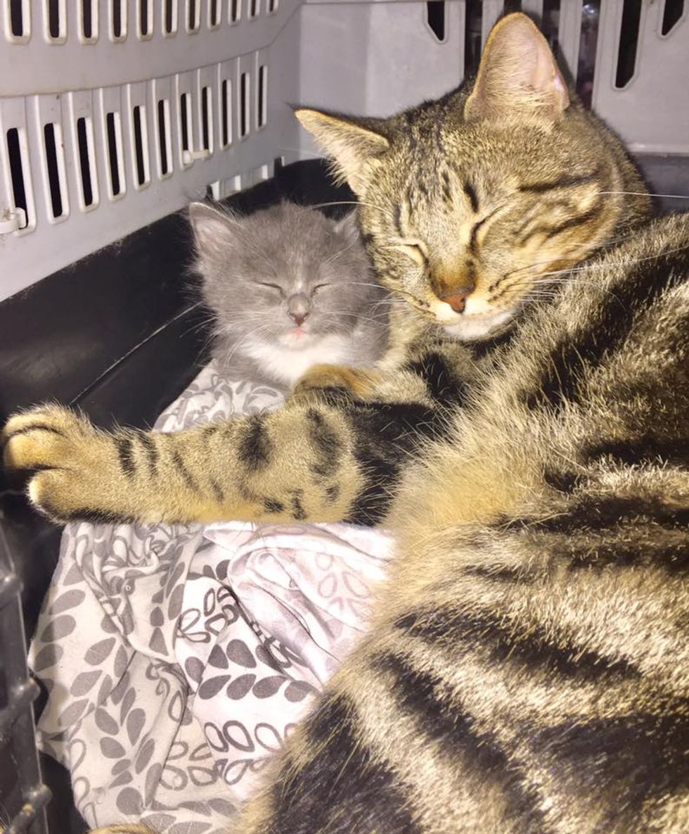 Cat Comforts Orphaned Kitten and Teaches Him How to Cuddle Every Day ...