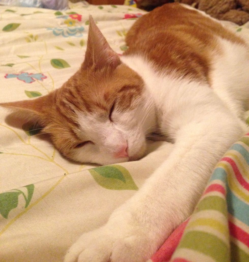 5 Major Life Lessons We Can All Learn From Cats