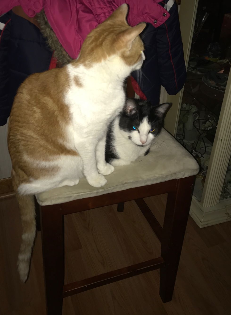 5 Major Life Lessons We Can All Learn From Cats