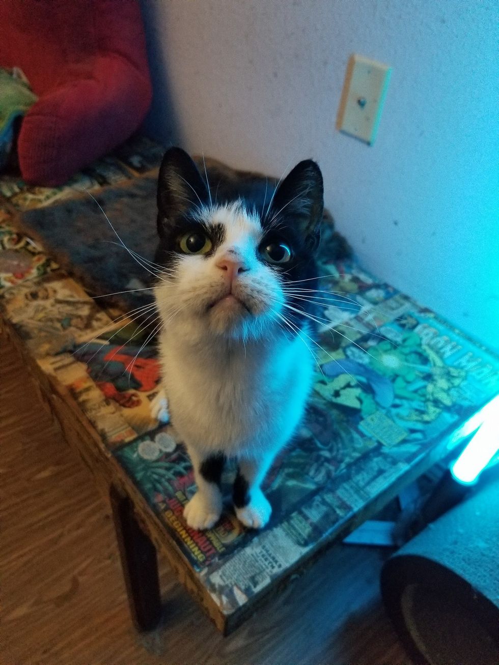 Doll-sized 13-year-old Cat Rescued From Death Row Tells Her Humans ...