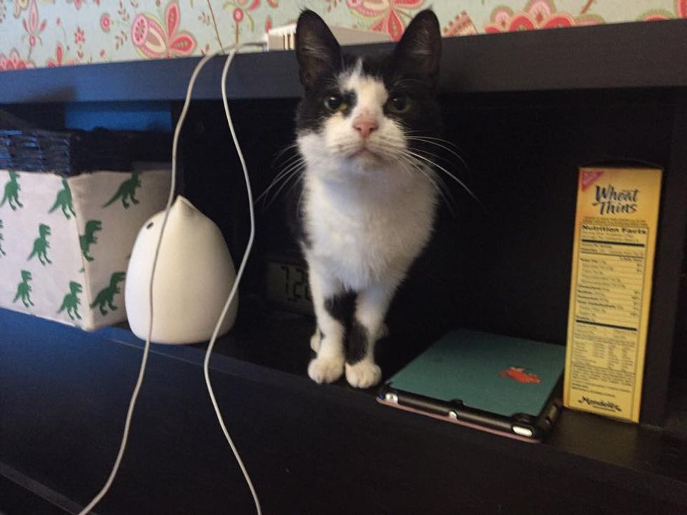 Doll-sized 13-year-old Cat Rescued From Death Row Tells Her Humans ...