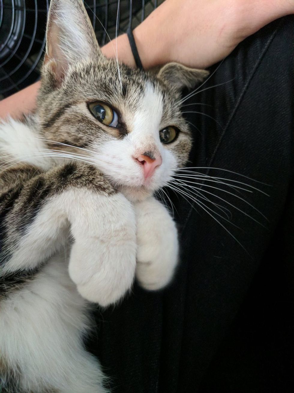 Man Captures Moments of Him Being Chosen By a Stray Cat Who Refuses to ...