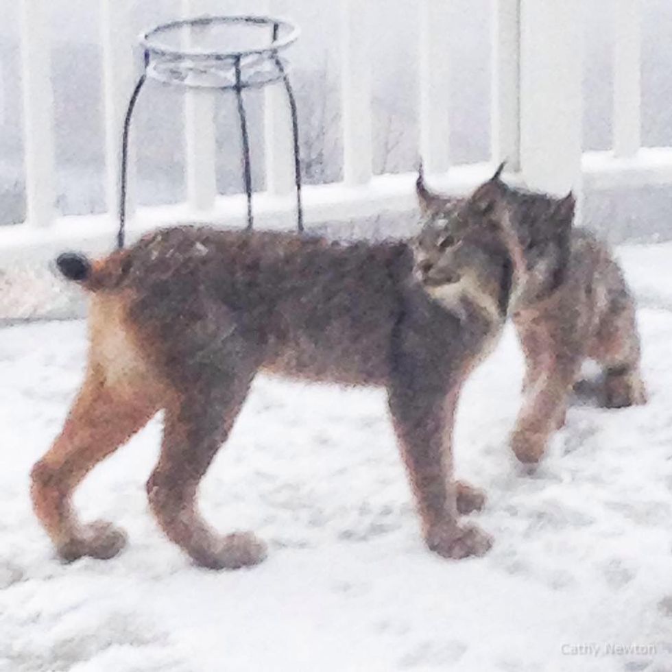 Lynx Mama Brings Her 7 Kittens To Revisit Man's Deck on Snowy Day ...