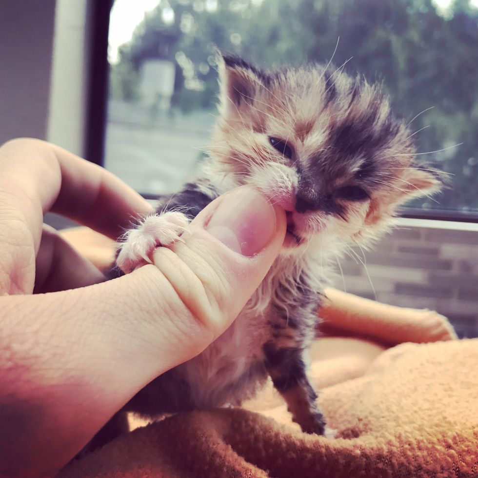 Former Marine Saves Little Calico Kitten Who Is In Need of Motherly ...