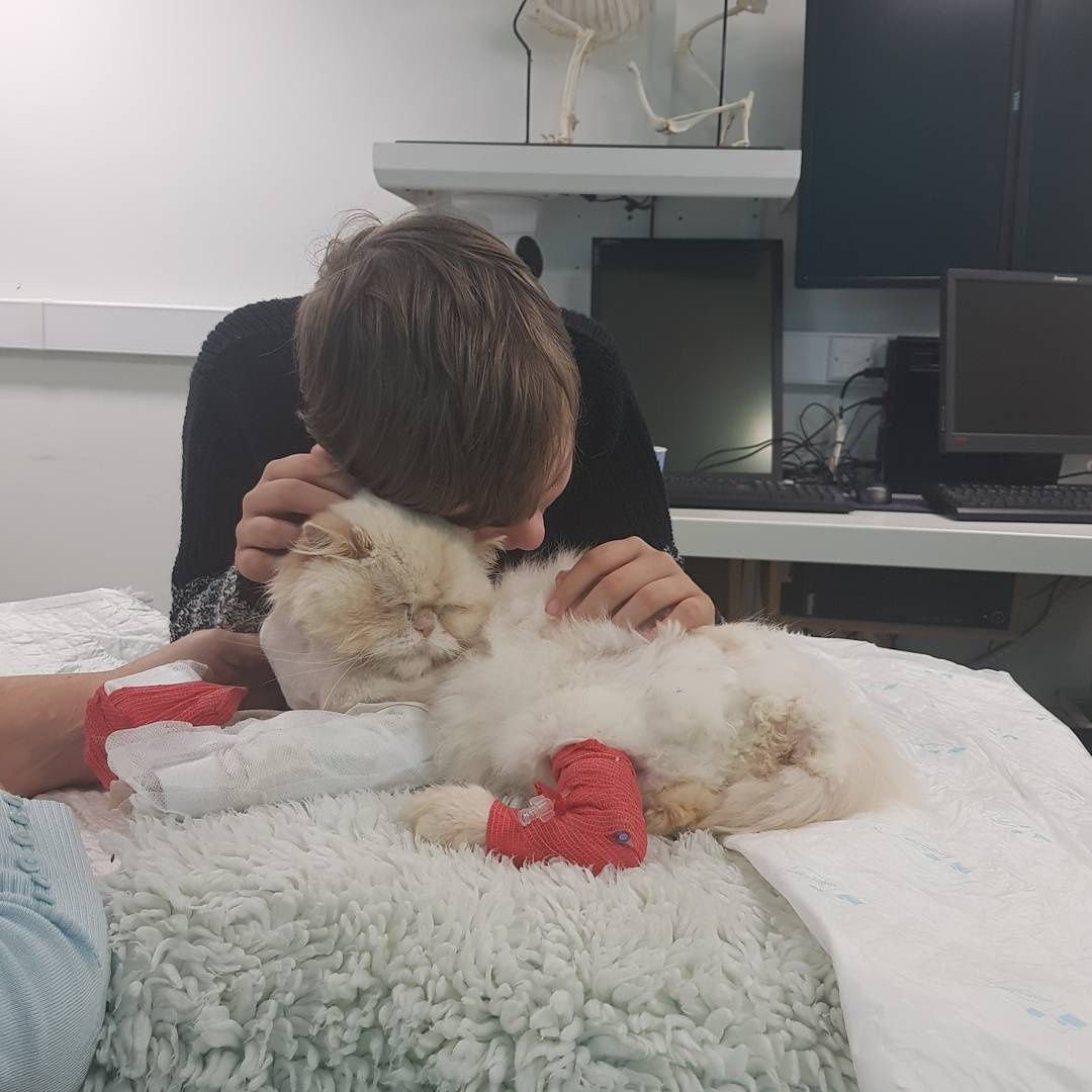 Cat Saved Boy with Autism and Now He's Trying to Save the Kitty Back ...