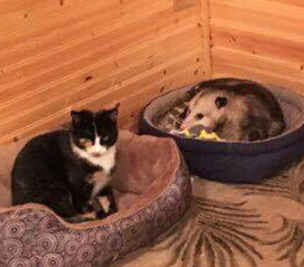 Kind Grandma’s Been Caring for a “Kitty Imposter” and Thinks He’s a ...