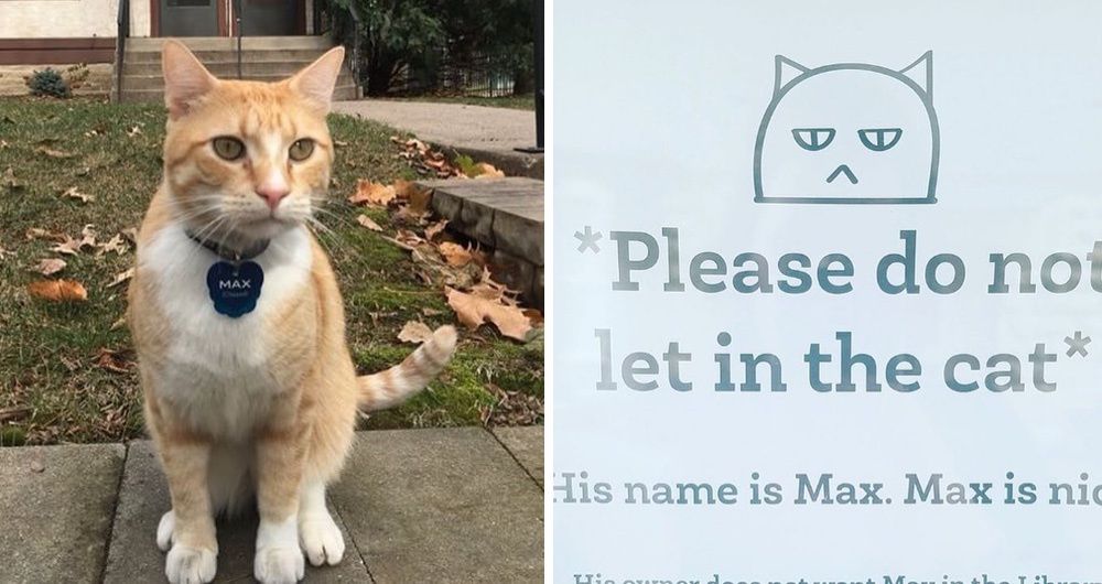 Cat Lost His Library Privileges on Campus but Gains Thousands of ...