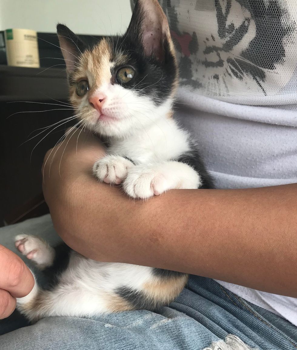 Man Saved Scrawny Kitten Who Was Rejected By Her Mom And Brought Her Up