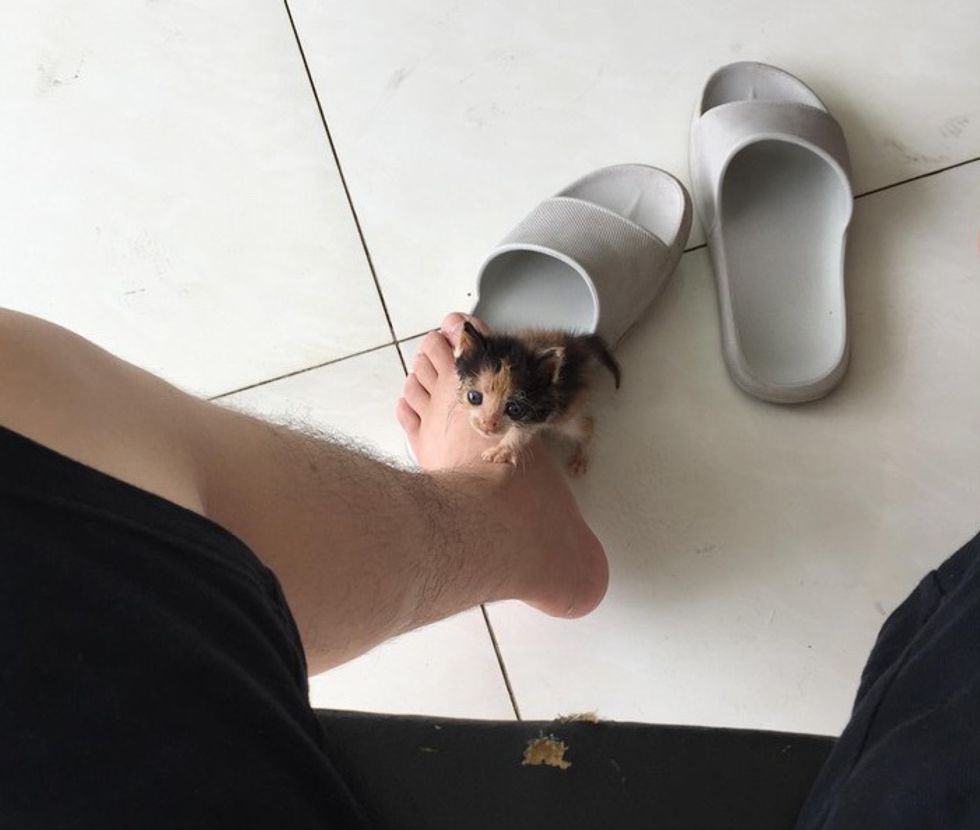 Man Saved Scrawny Kitten Who Was Rejected By Her Mom And Brought Her Up