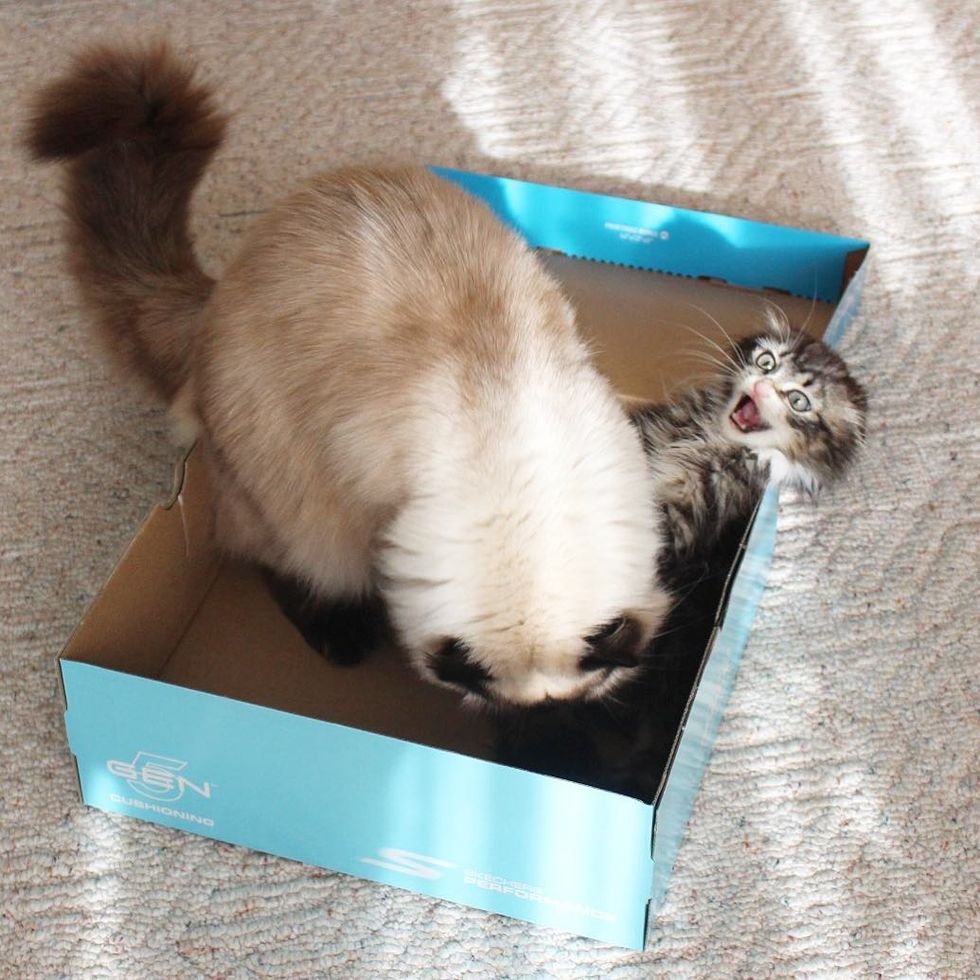 Woman Saved Kitten Found in Middle of Road - Little Did She Know the ...