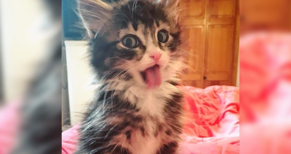 Woman Saved Kitten Found in Middle of Road - Little Did She Know the ...