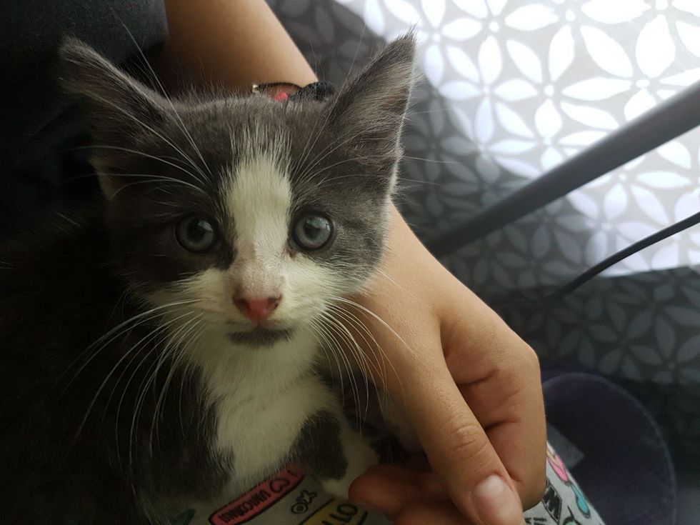 Man Who Saved Cat From Shelter Before Hurricane, Went to Adopt Another ...