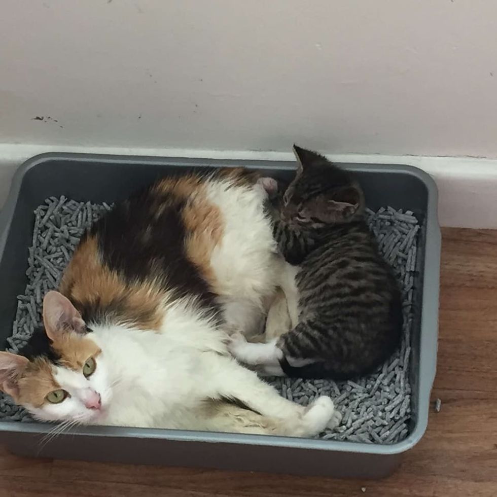 Stray Cat Brings Her Kitten to Kind Woman - She Follows the Mama and ...