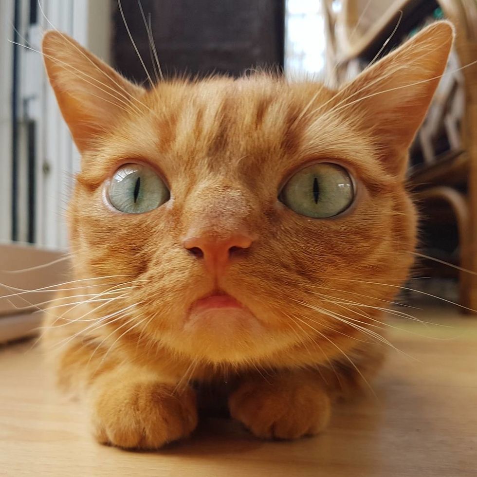 Kitten With Crooked Jaw, Bad Legs Spent First Christmas With Woman Who ...