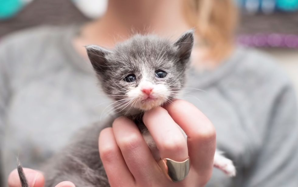 Runty Kitten Found Barely Hanging On, Got Second Chance and Grew To Be ...