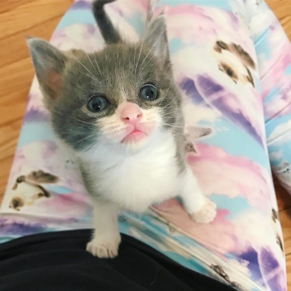 Runty Kitten Found Barely Hanging On, Got Second Chance and Grew To Be ...