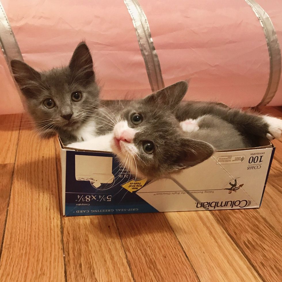 Runty Kitten Found Barely Hanging On, Got Second Chance and Grew To Be ...