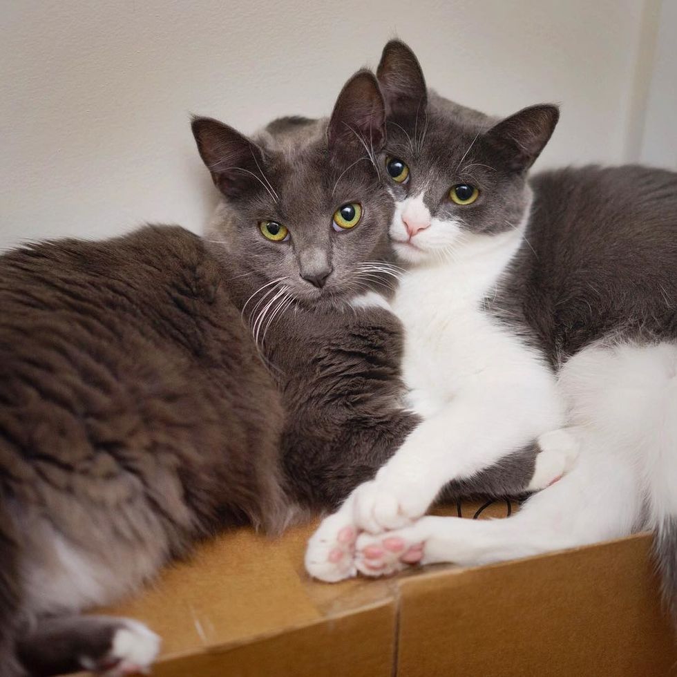 Runty Kitten Found Barely Hanging On, Got Second Chance and Grew To Be ...