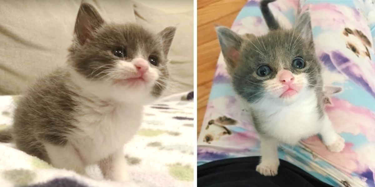 Runty Kitten Found Barely Hanging On, Got Second Chance and Grew To Be ...