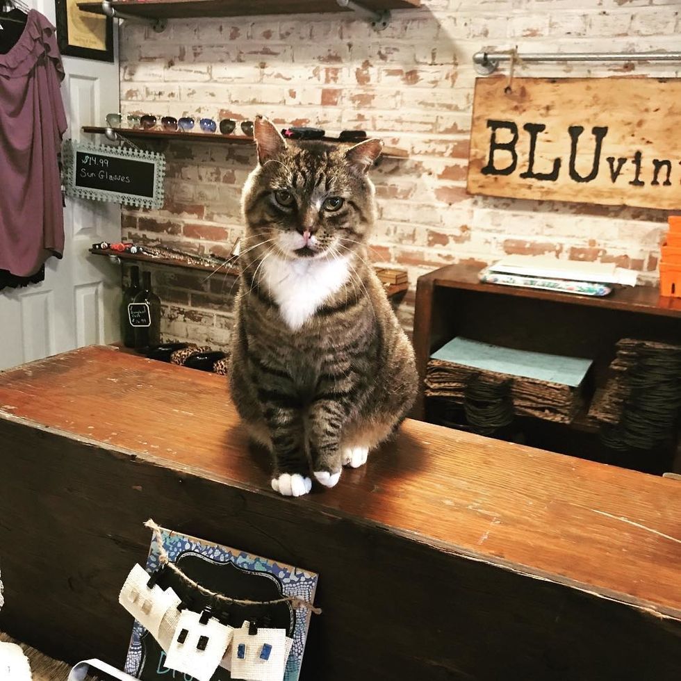 Stray Cat Decides to Be "Security Guard" for Store Whose Owner Saved ...