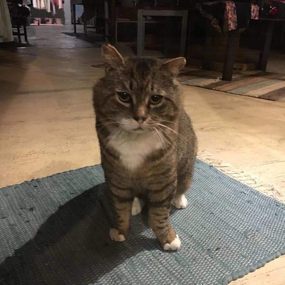 Stray Cat Decides to Be "Security Guard" for Store Whose Owner Saved ...