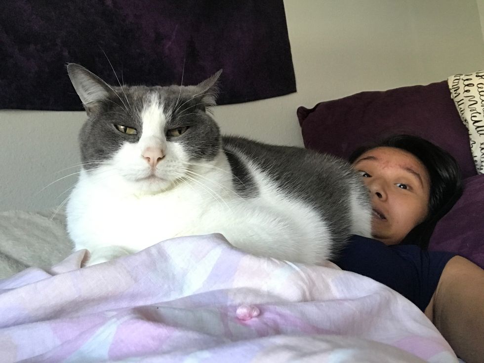 Cats Are The Best College Companions, Paws Down