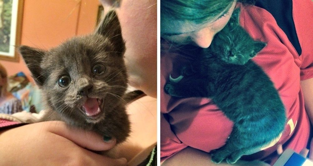 Stray Kitten Found In a Hedge Gets Her First Cuddle and Everything ...
