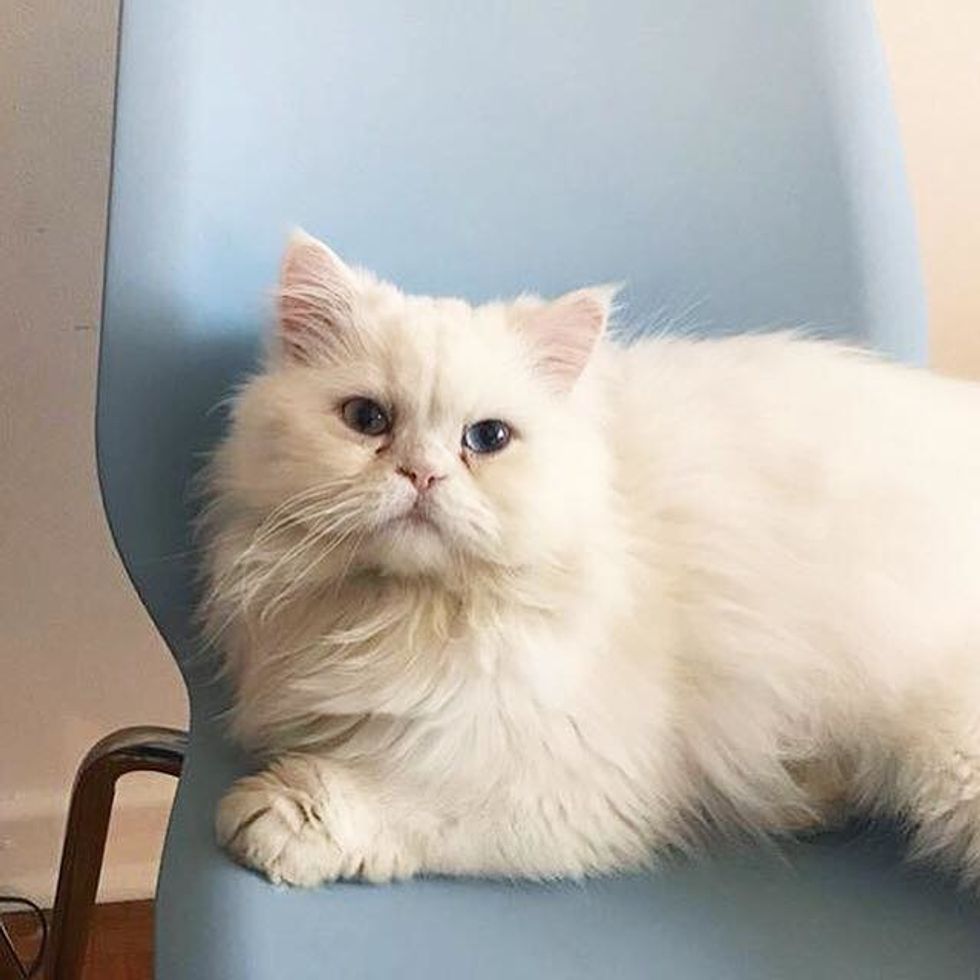 Scraggly Cat Found on the Edge of Highway Gets Her Glorious Fluff Back ...