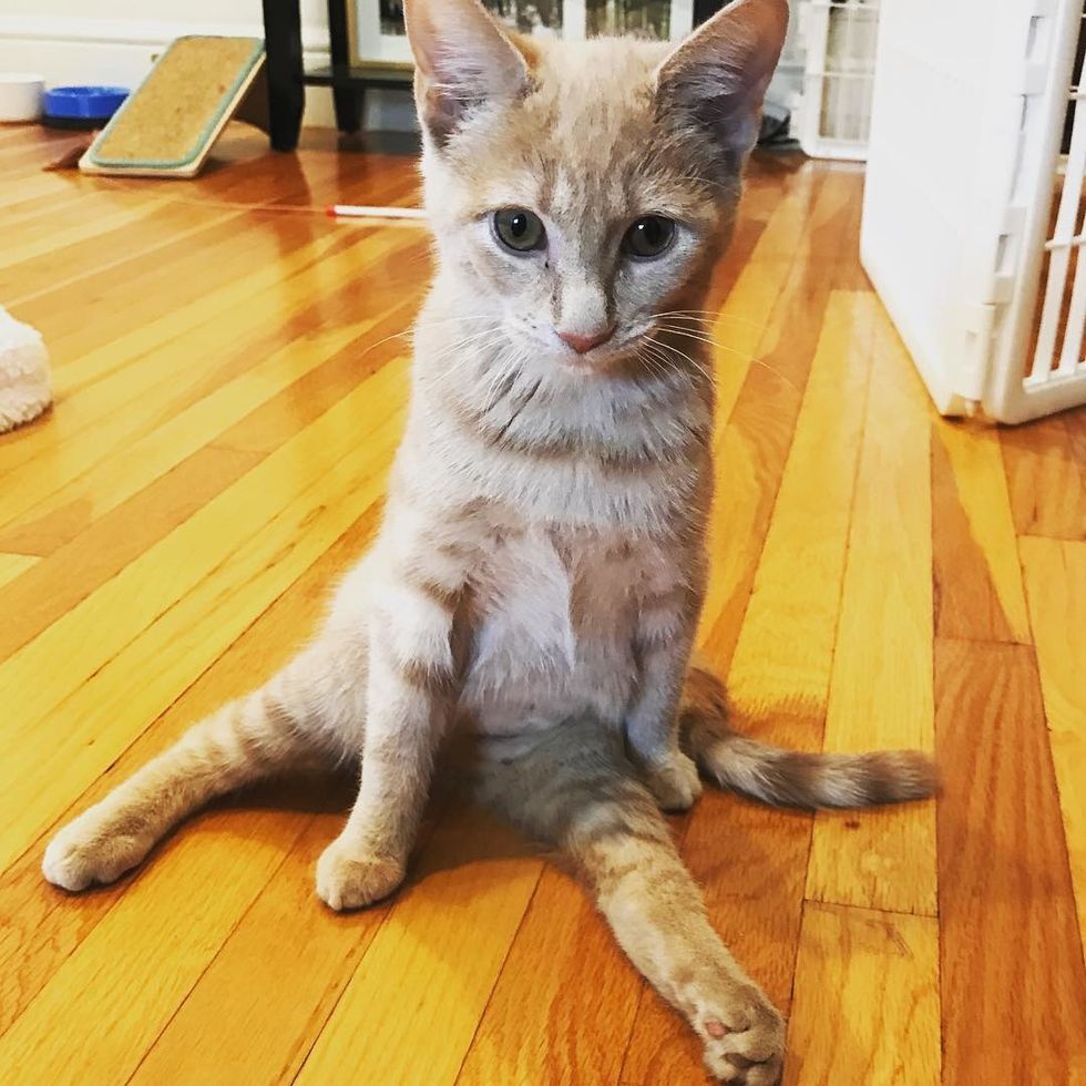 Paralyzed Kitten Surprises Everyone When She Regains Mobility After ...
