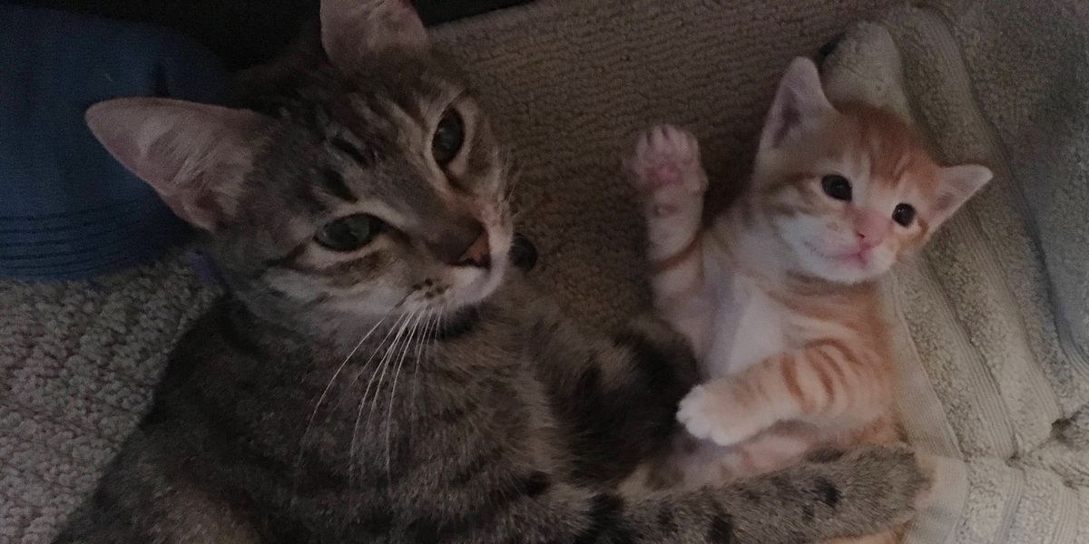 Stray Cat Comes to Family's Door With 2 Kittens and Surprises Them With ...