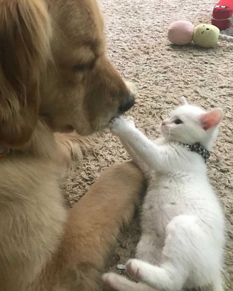 Kitten with Thumbs Found Love in Giant Dog Who Raised Him Into the ...