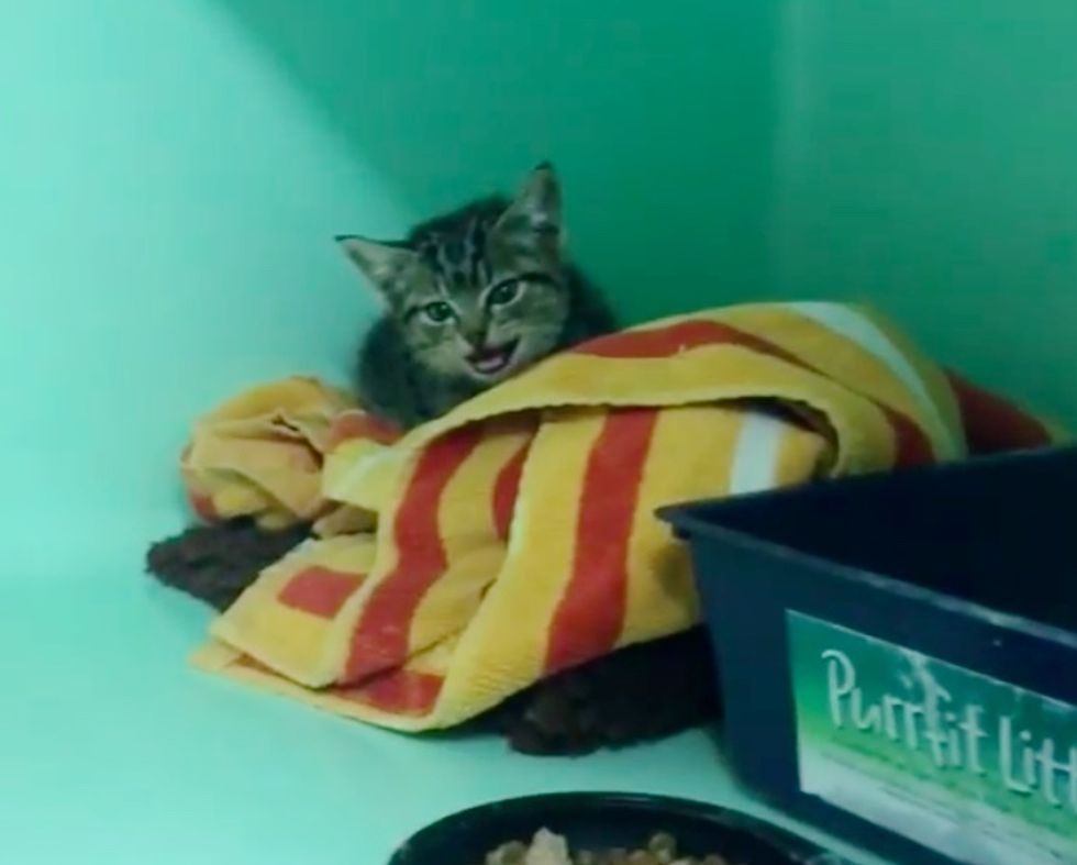 Hissy Kitten Experiences Love for the First Time and It Changes ...