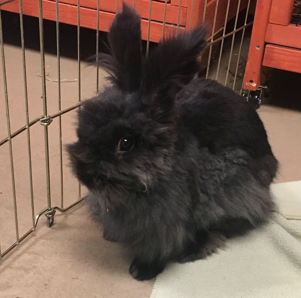 Rabbits Are The Perfect Hybrid Of A Cat And A Dog