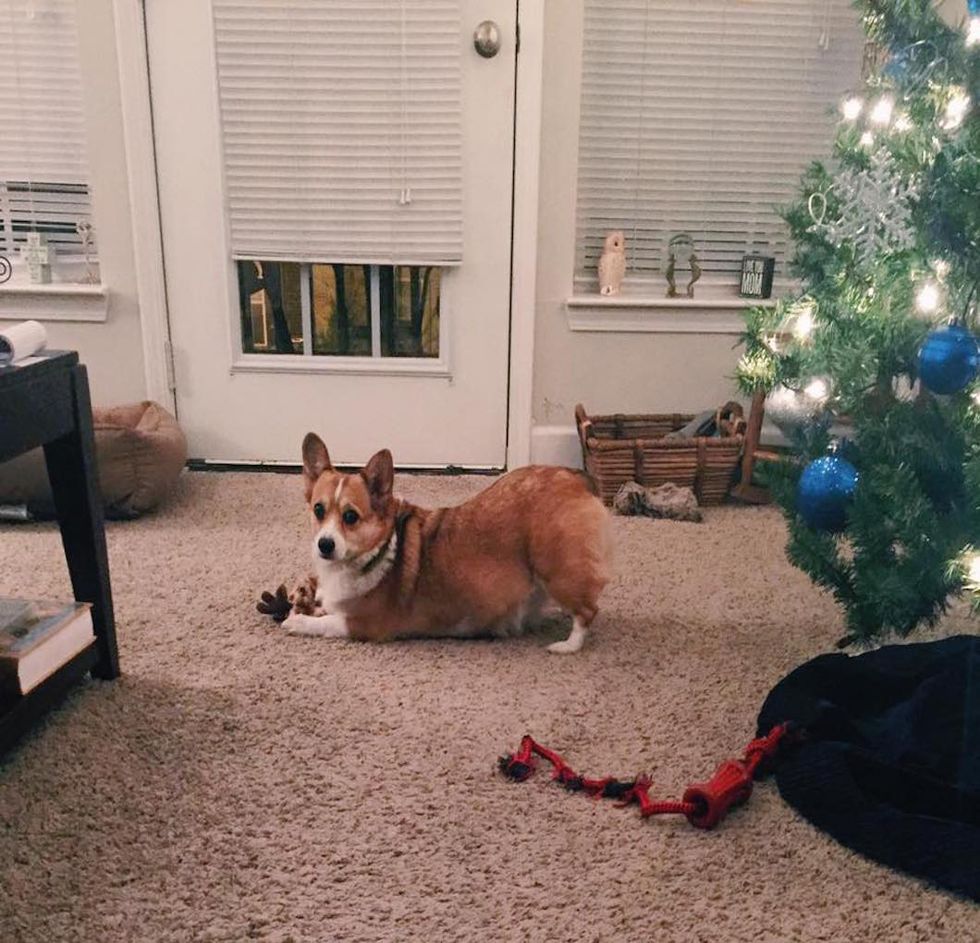 5 Reasons I Will Always Be A Crazy Corgi Lady