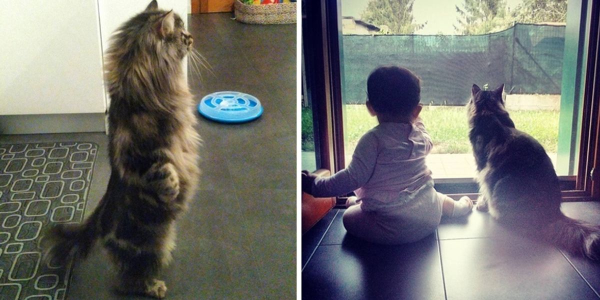 Cat Kept His Baby Sister Safe Before She was Born and Continues to ...