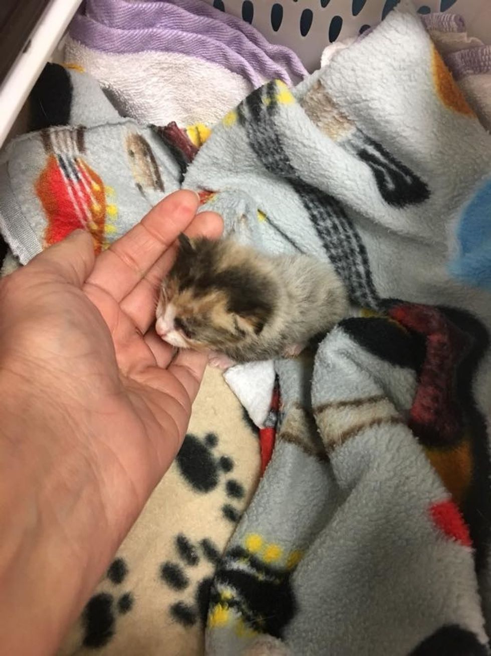 Couple Saves Tiny Calico Kitten Born with Cleft Lip and Turns Her Life ...