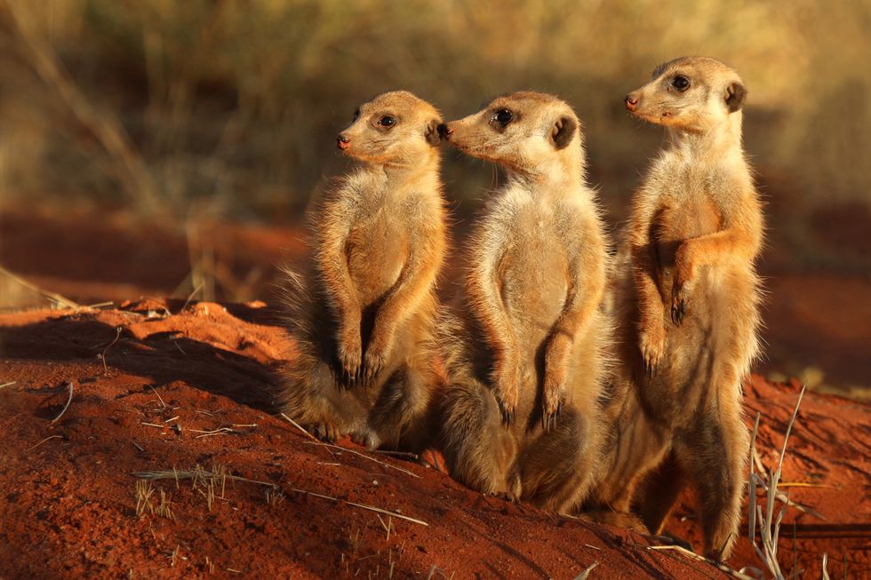 Lack Of Evidence In Meerkat Evolution
