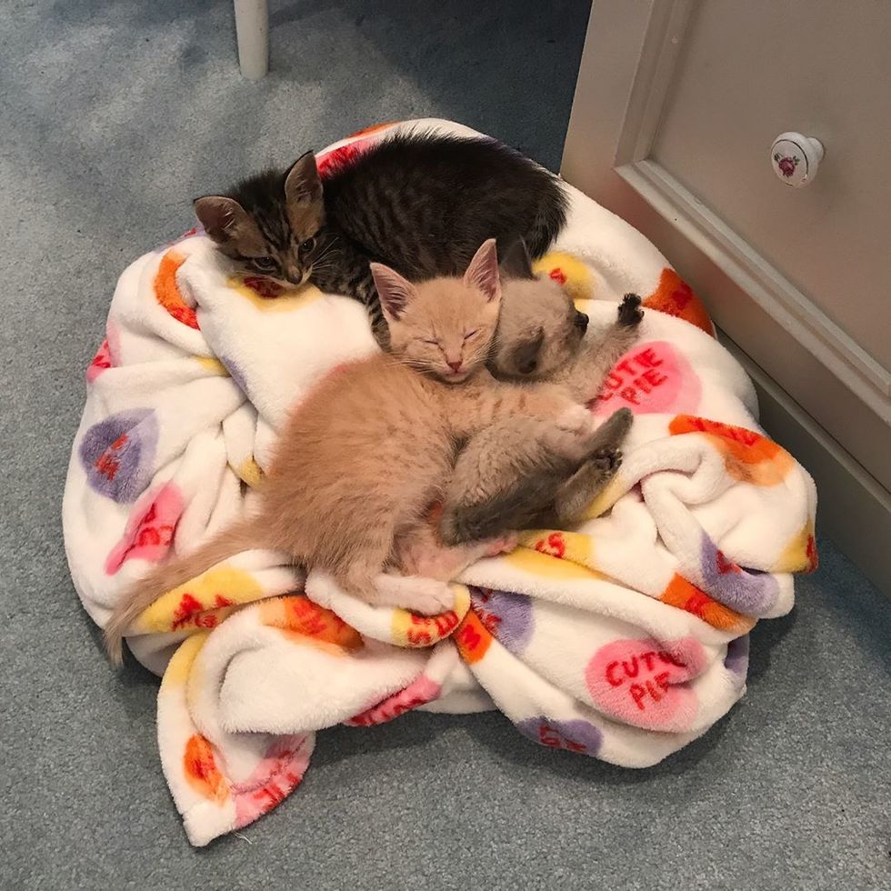 Kitten Comforts His Bonded Little Sister and Helps Her Heal with ...