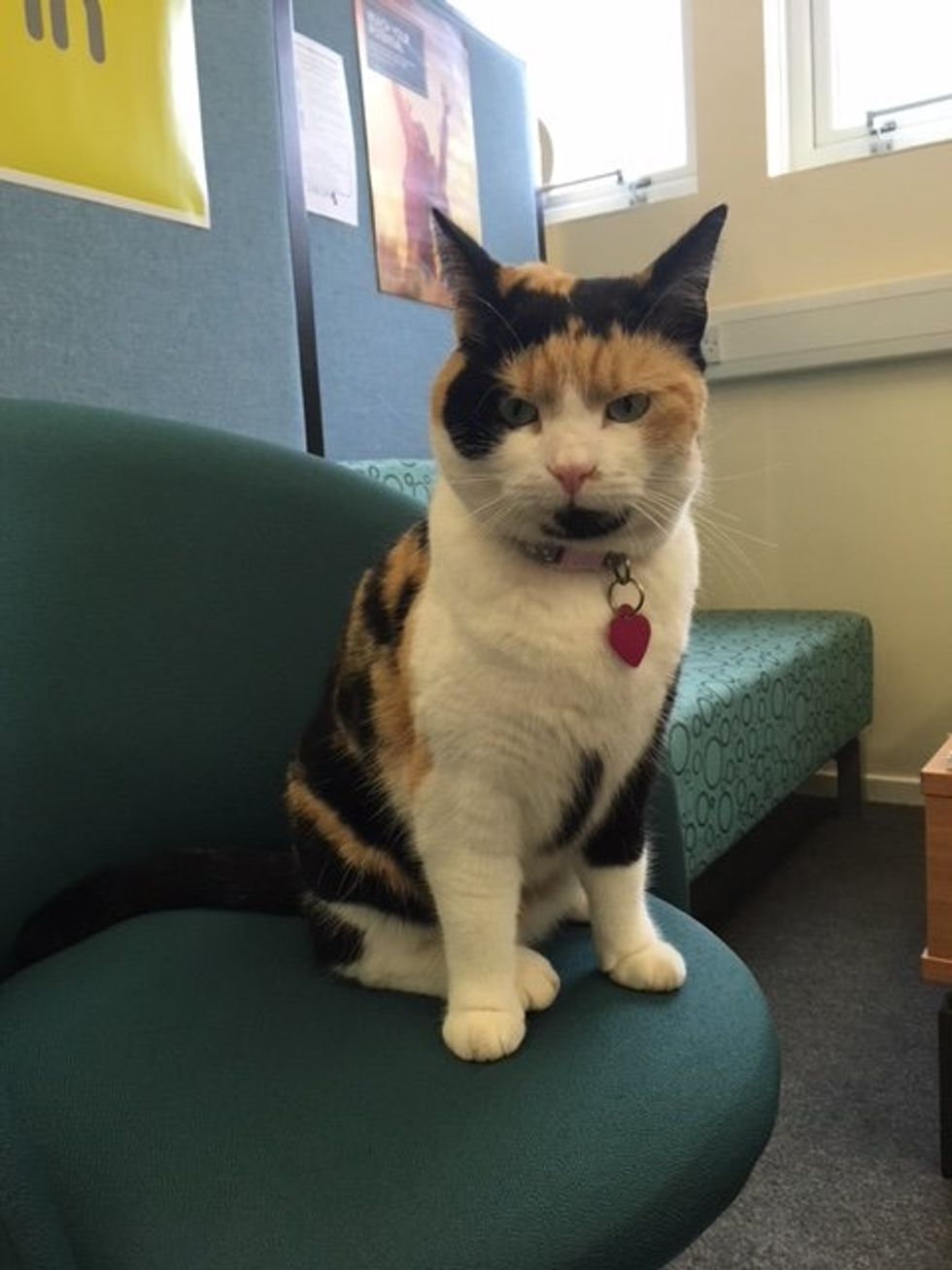 Calico Cat Becomes Students' Favorite "Lecturer" at a University and ...