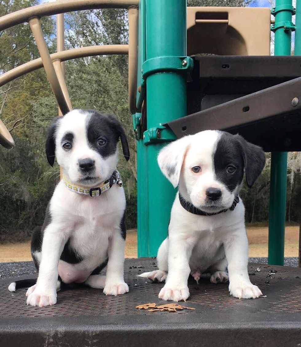 17 Reasons To Join, Post In And Love 'Dogspotting' Facebook Groups