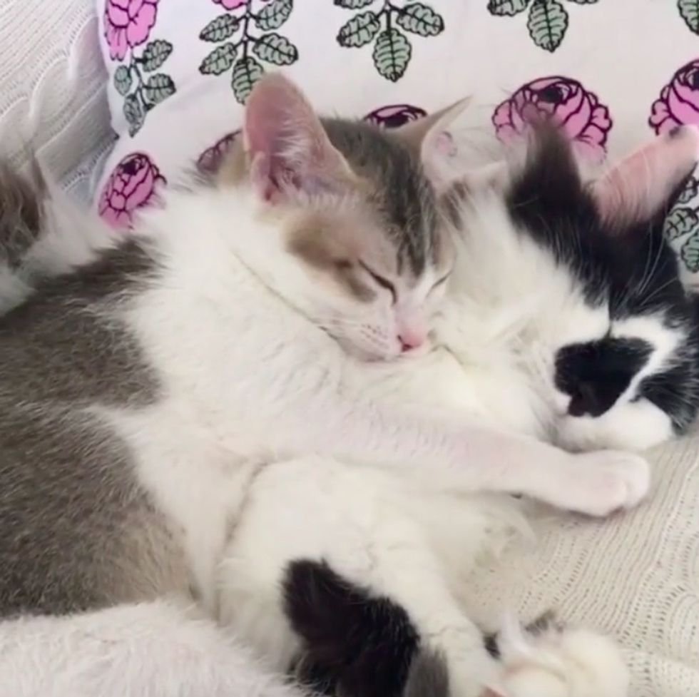 Male Cat Nurtures Two Rescue Kittens and Raises Them into Beautiful ...
