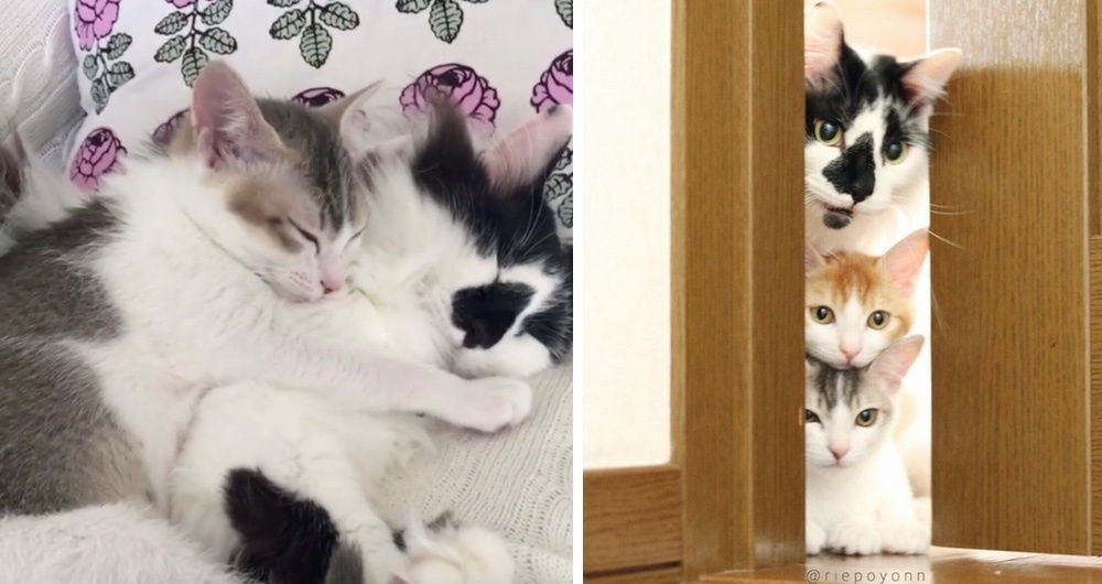 Male Cat Nurtures Two Rescue Kittens and Raises Them into Beautiful ...