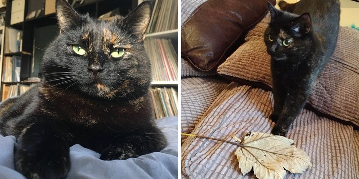 Cat Brings Her Human Giant Leaf Every Morning as Gift After Realizing ...