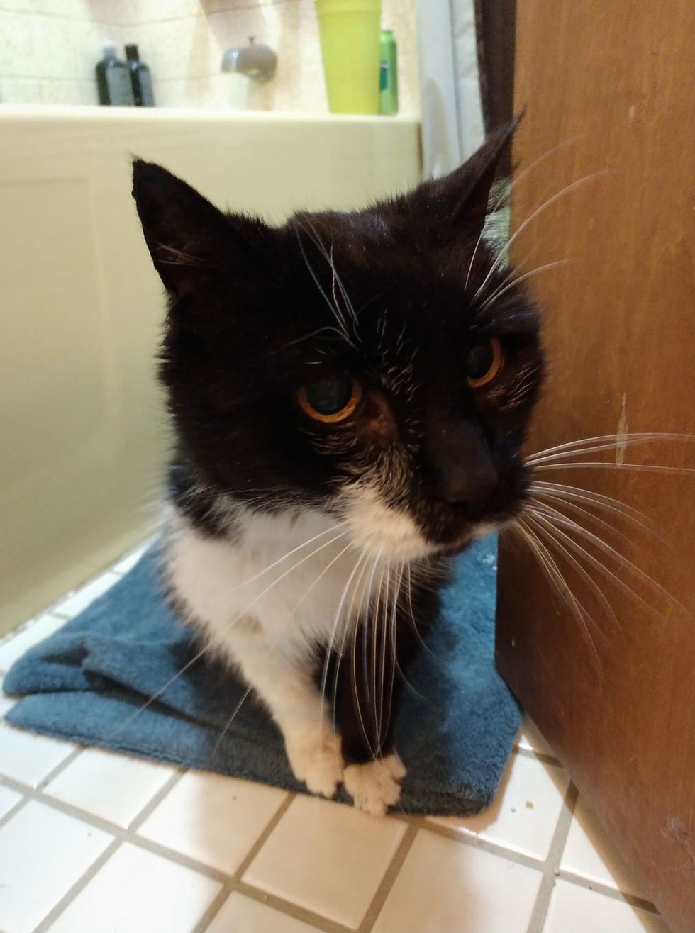 Cat Lived 17 Years In Neglect Finds Someone She Loves and Won't Let Go ...