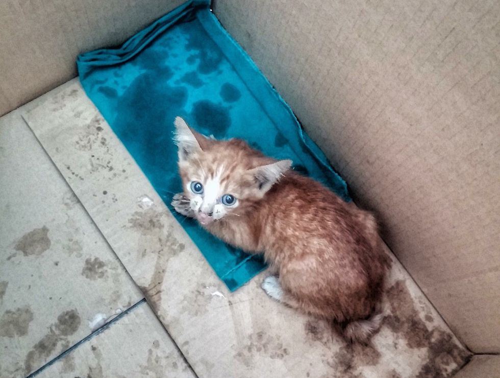 Dog Adopts Street Kitten As Her Own and Raises Him To be the Happiest ...