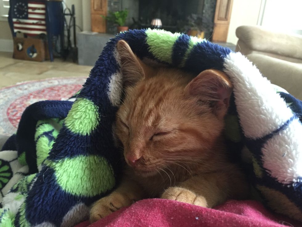 Kitten Changed Man Who Didn't Like Cats and Guided Him To Find His ...