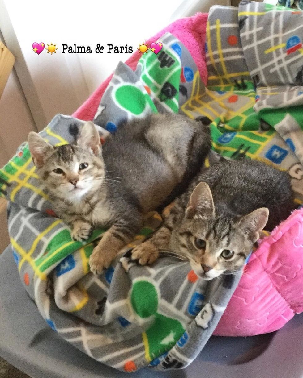 Man Saves Cat From the Streets and Searches for Hours to Find Her ...