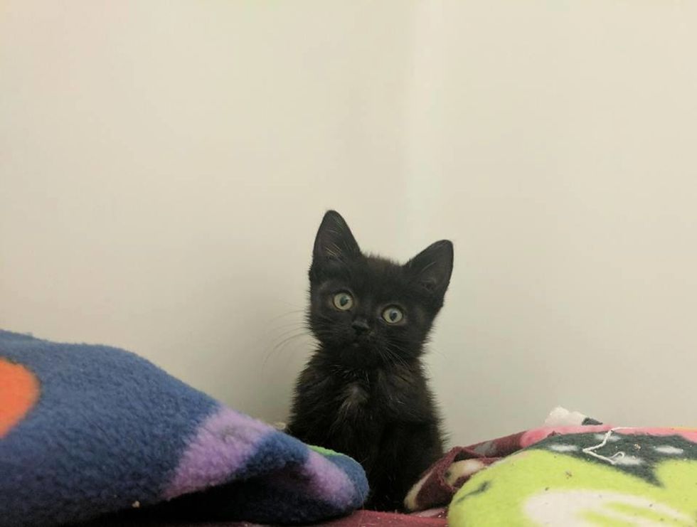 Couple Saves Scrawny Kitten Who Lost Her Meow And Helps Her Find Her
