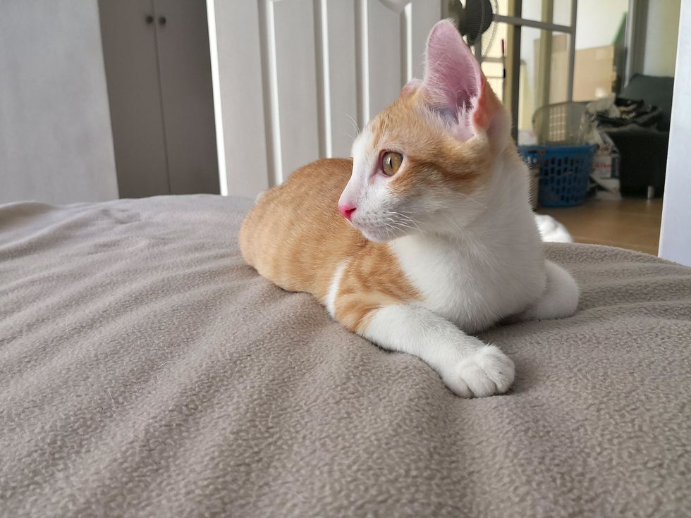 Scrawny Homeless Cat Walks Up to Man, Meowing Loudly for Food - Won't ...